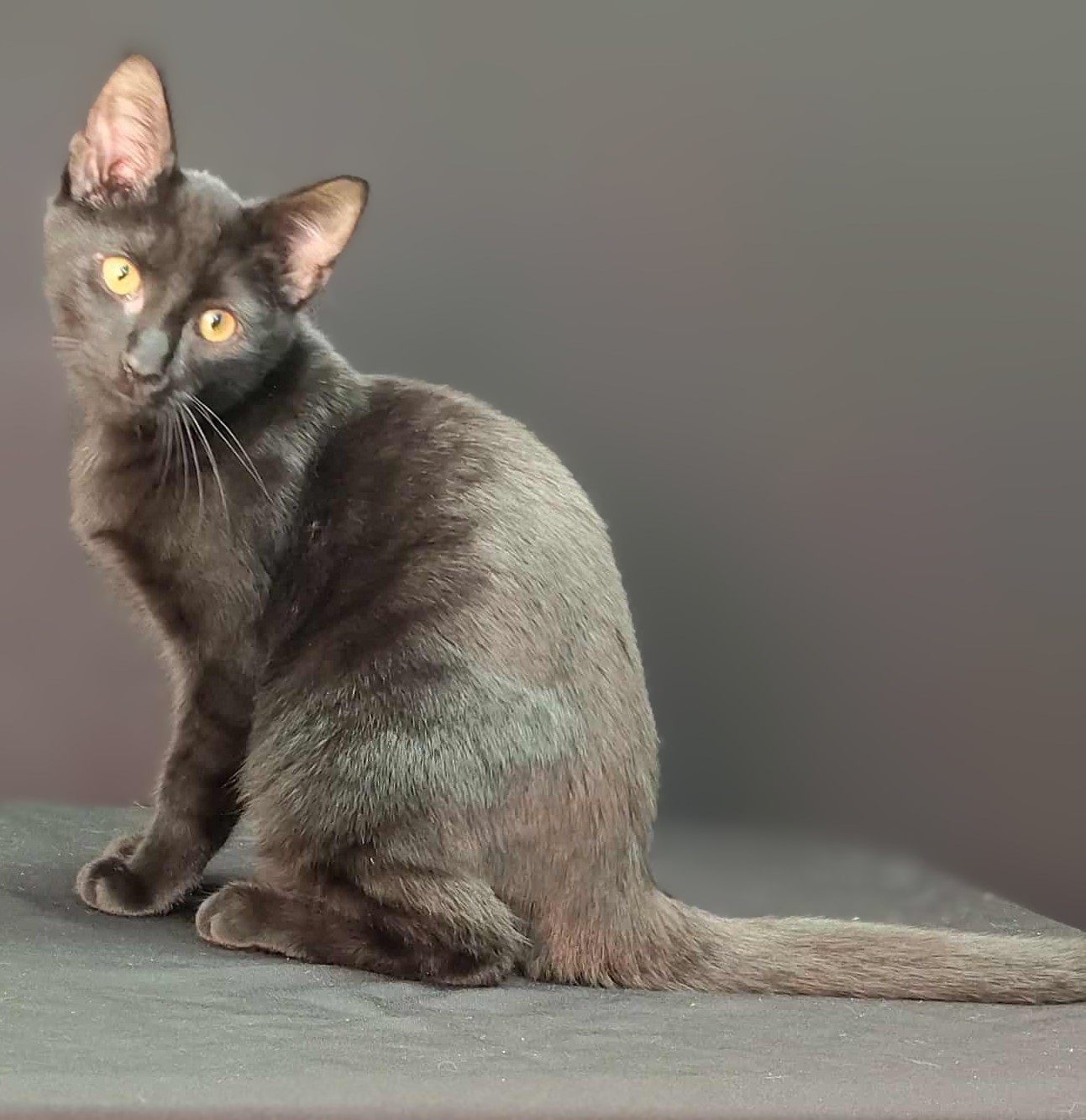 Avery Humane Society