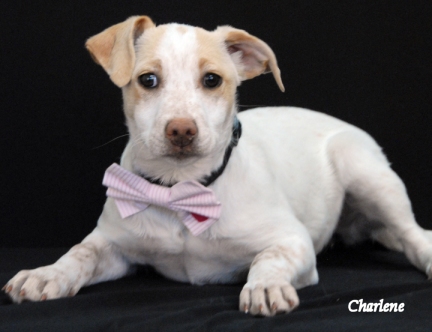 Avery Humane Society