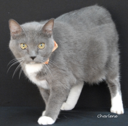 Avery Humane Society