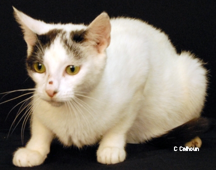 Avery Humane Society