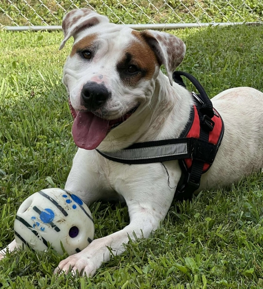 Avery Humane Society