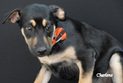 Avery Humane Society