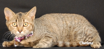 Avery Humane Society