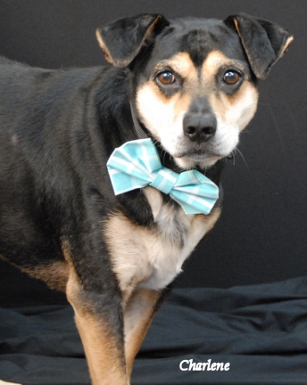 Avery Humane Society