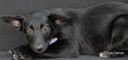 Avery Humane Society