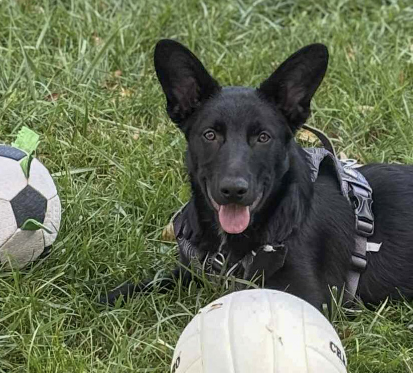 Avery Humane Society