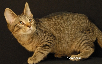 Avery Humane Society