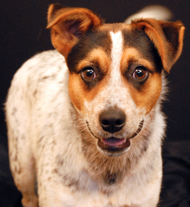 Avery Humane Society