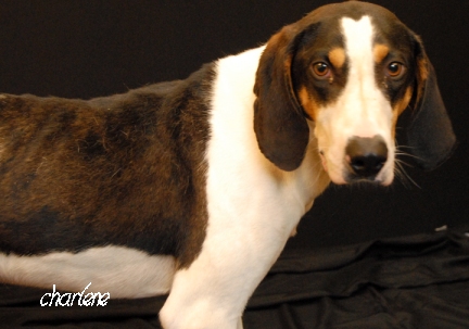 Avery Humane Society