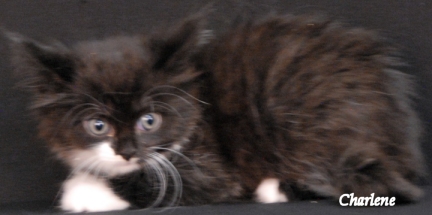 Avery Humane Society