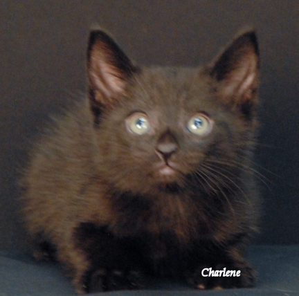 Avery Humane Society