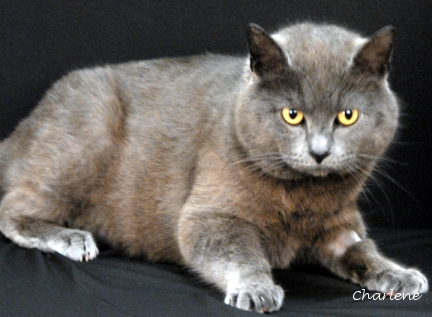 Avery Humane Society