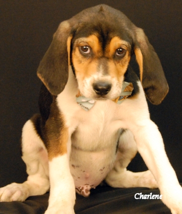 Avery Humane Society