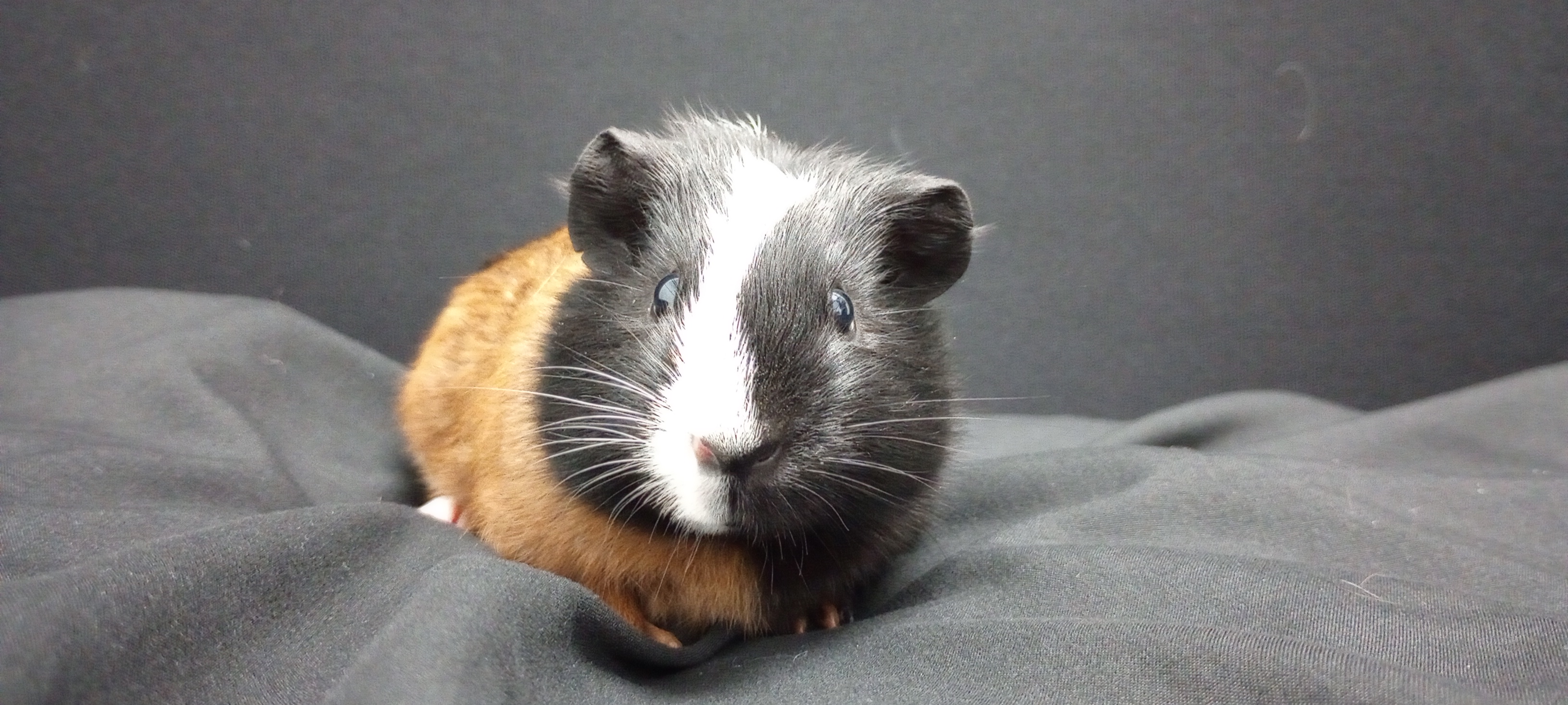 Avery Humane Society