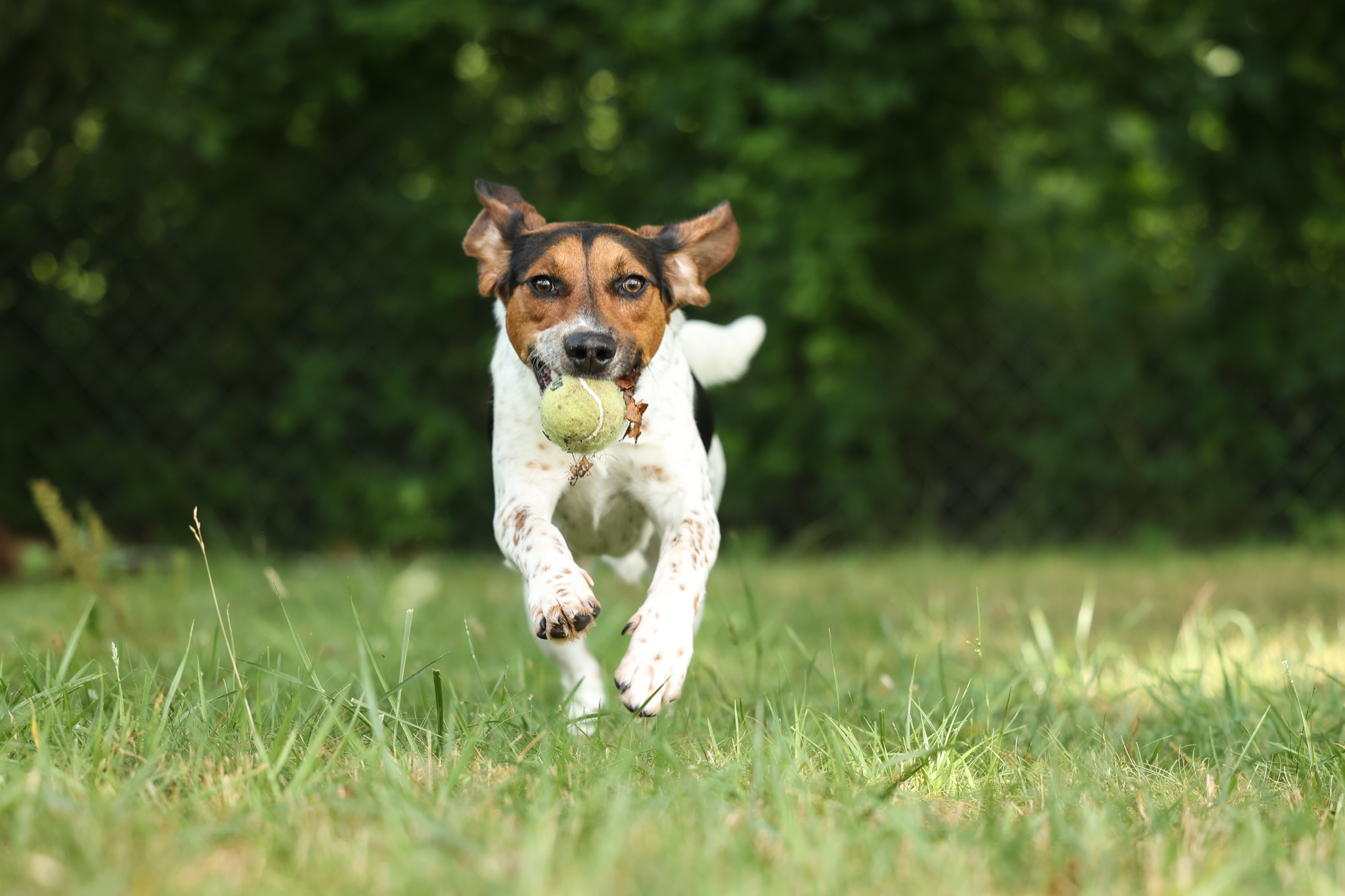 Avery Humane Society
