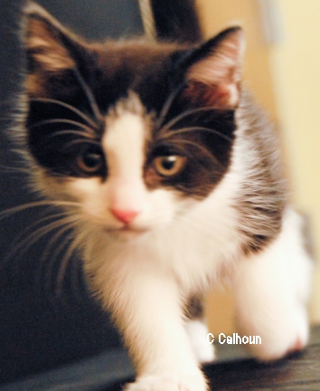 Avery Humane Society