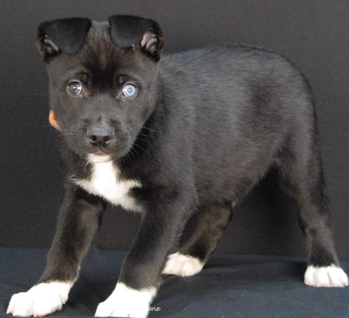 Avery Humane Society