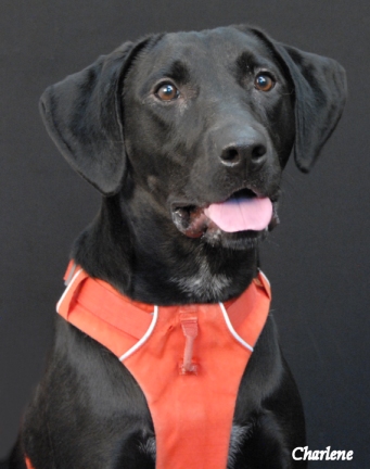 Avery Humane Society