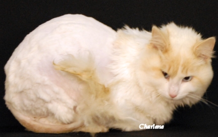 Avery Humane Society