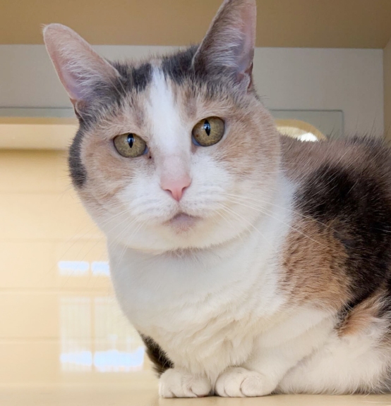 Avery Humane Society