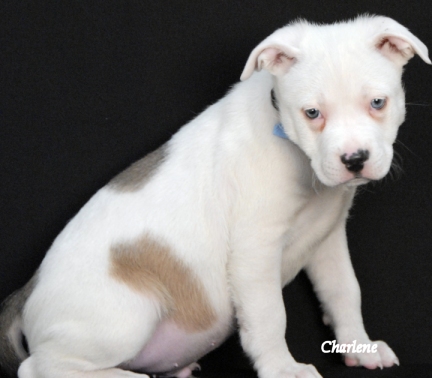 Avery Humane Society