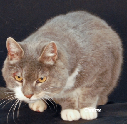 Avery Humane Society