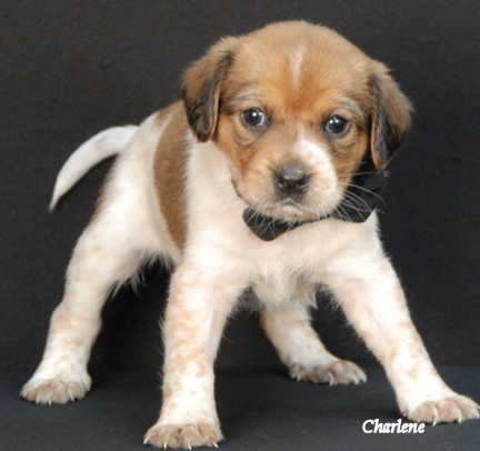 Avery Humane Society