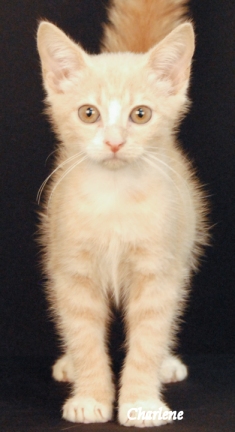 Avery Humane Society